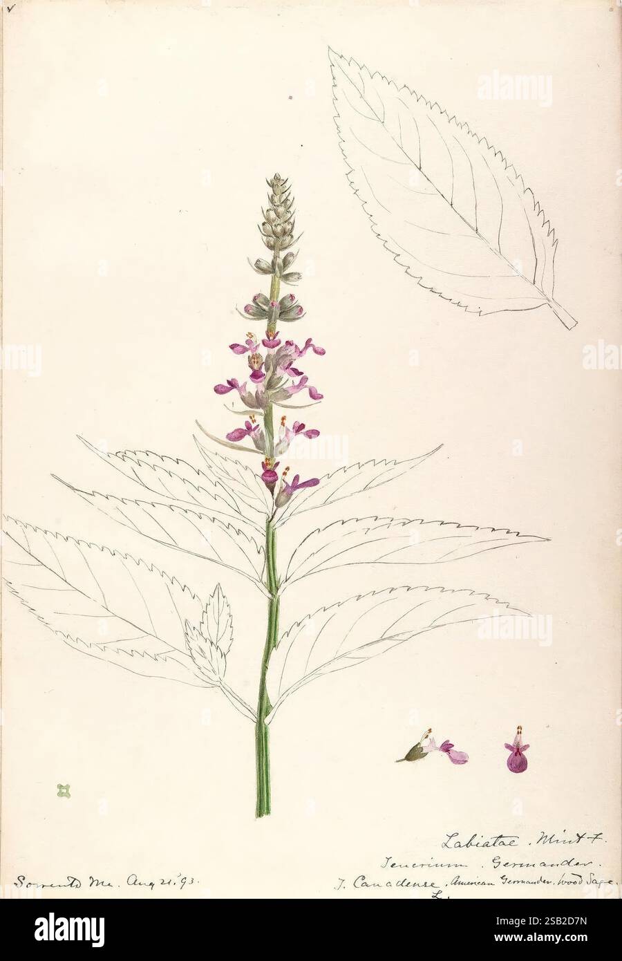 Additional flower anatomy hi-res stock photography and images - Alamy