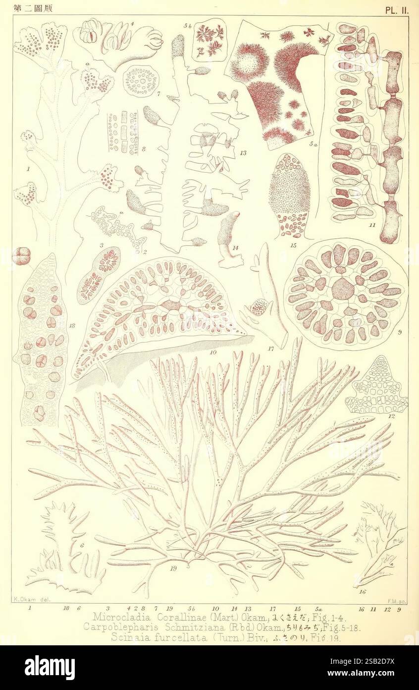 Composition highlights botanical characteristics hi-res stock ...