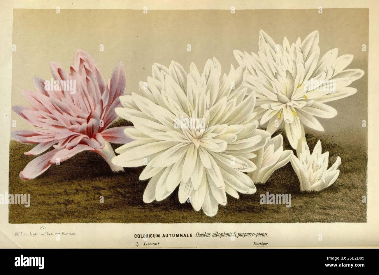 Larger blooms showcase hi-res stock photography and images - Alamy