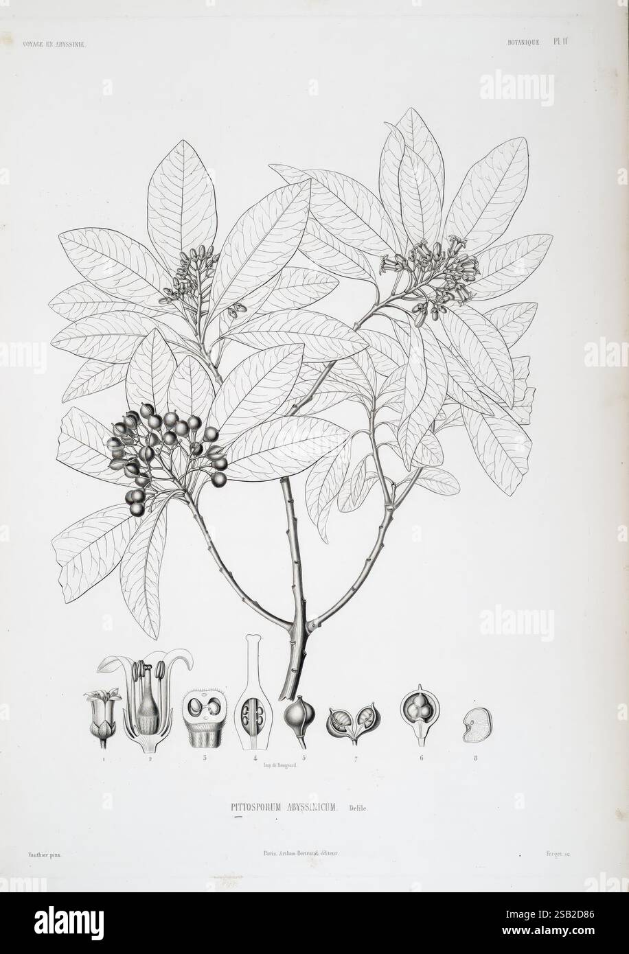 Tentamen florae Abyssinicae, Parisiis, Arthus Bertrand, 1847-1851, This ...