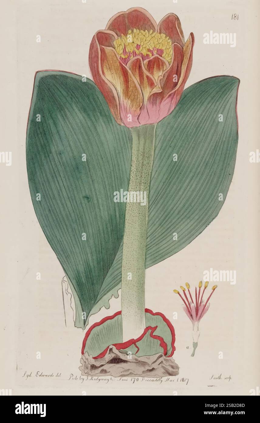 The Botanical Register, London, Printed for James Ridgway, 1815-1828 ...