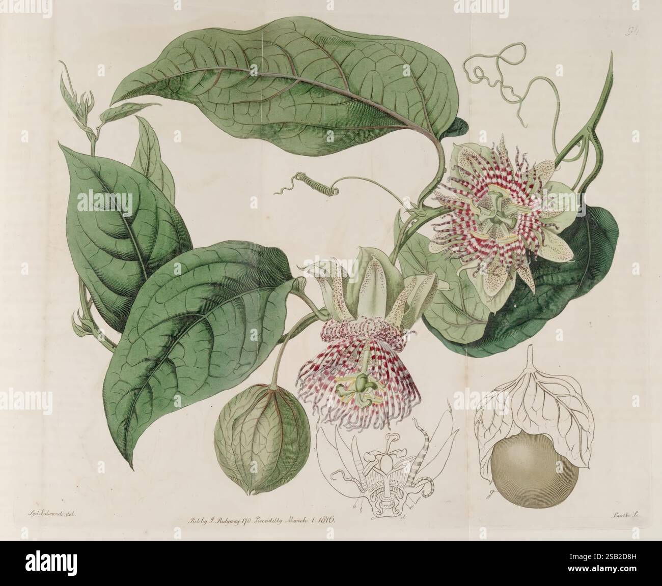 The Botanical Register London Printed for James Ridgway 1815-1828 1815 ...