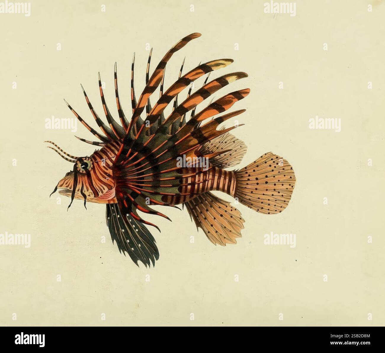 Lionfish features hi-res stock photography and images - Alamy