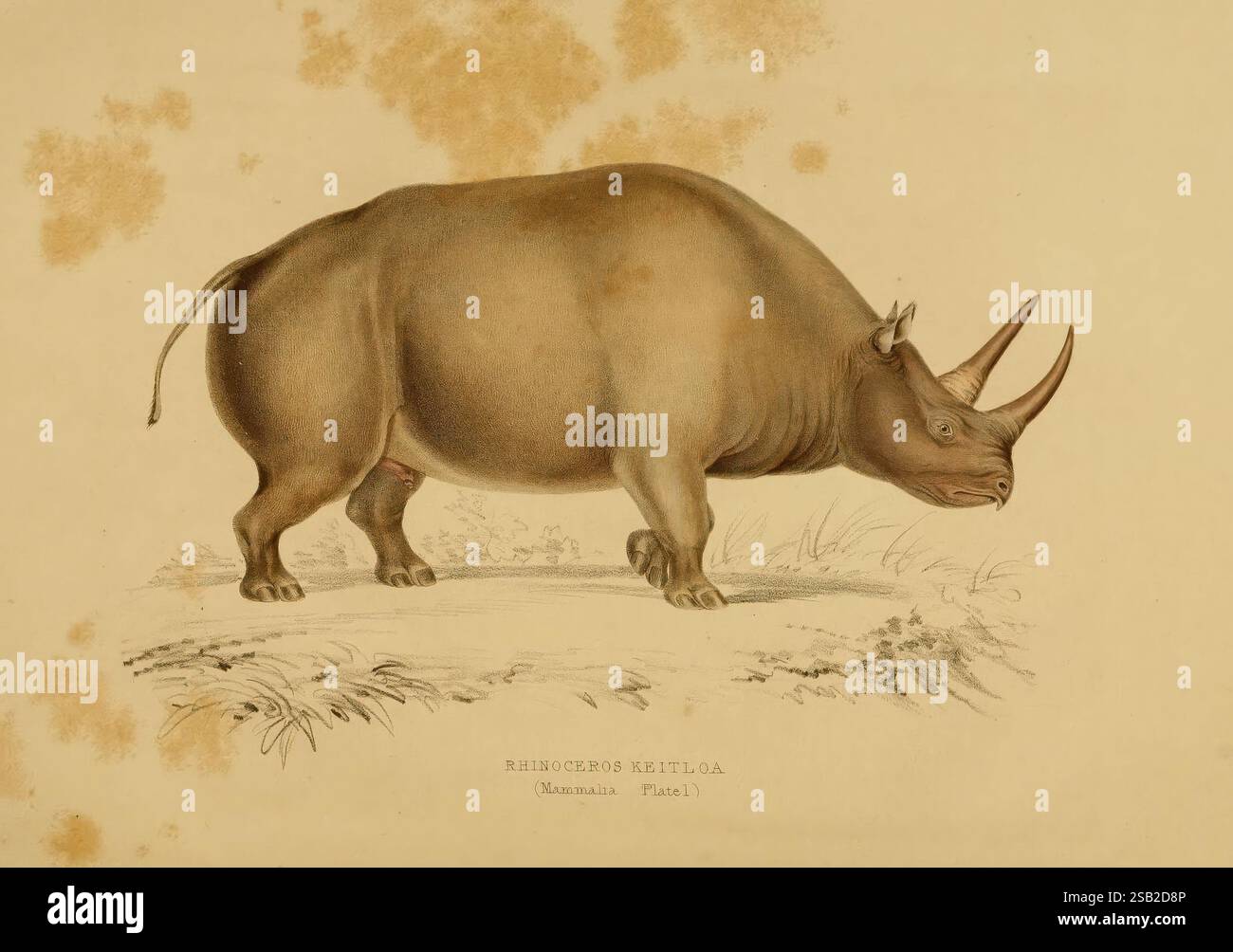 Tusks jutting hi-res stock photography and images - Alamy