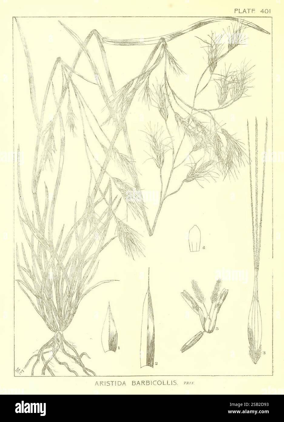 Natal, plants, Durban, Bennett & Davis,1899 (i.e. 1898)-1912, botany ...