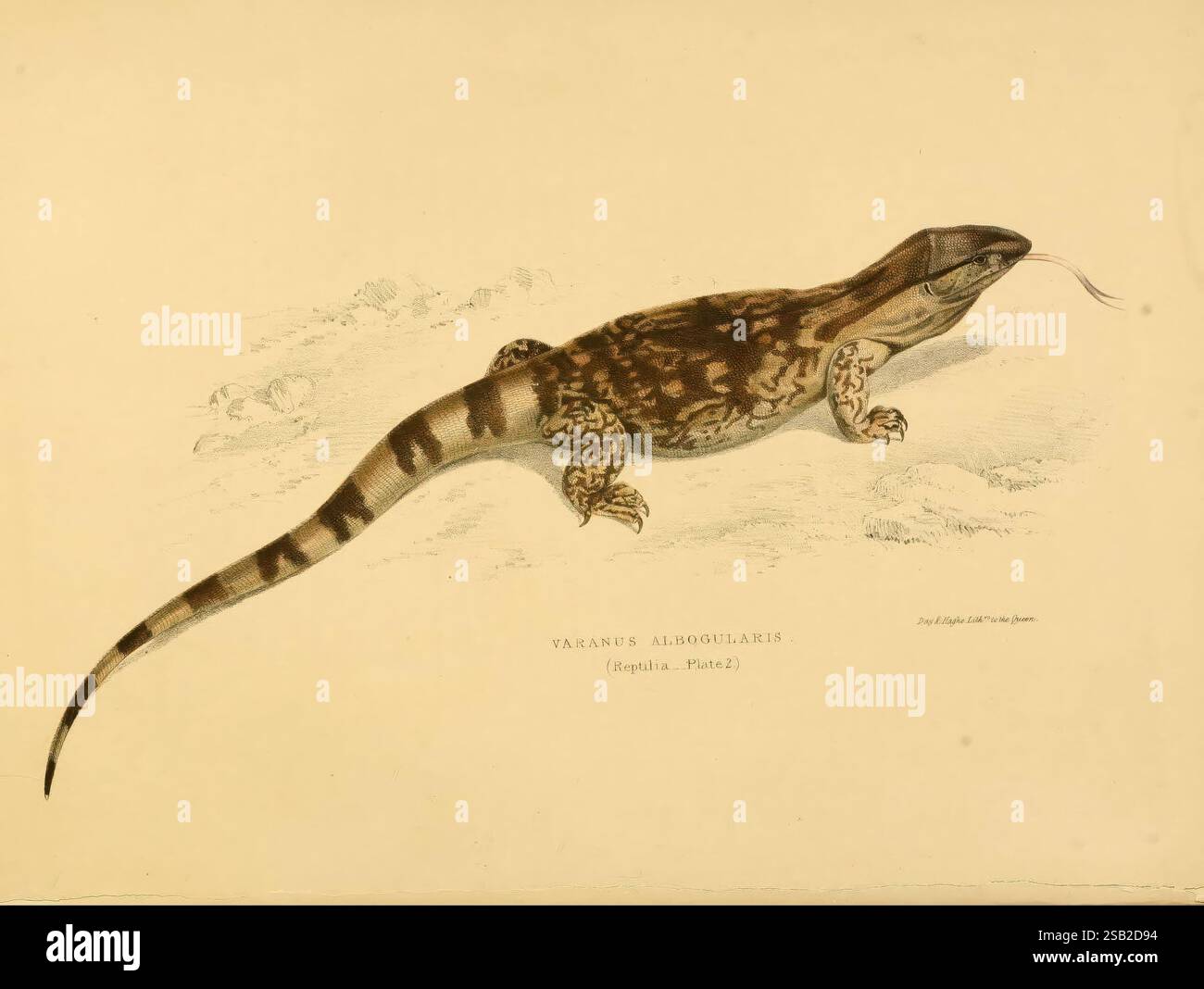 Illustrations of the Zoology of South Africa, v.3. London, Smith, Elder ...