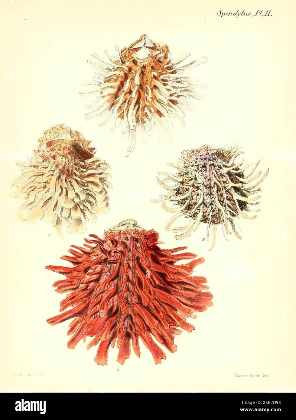 Wispy edges hi-res stock photography and images - Alamy