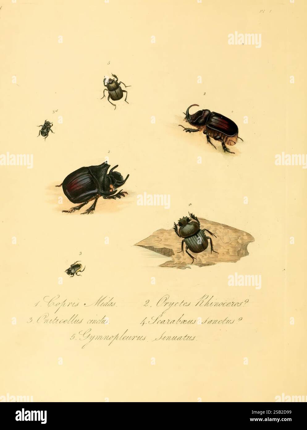 Natural history of the insects of China, 1842, China, insects ...