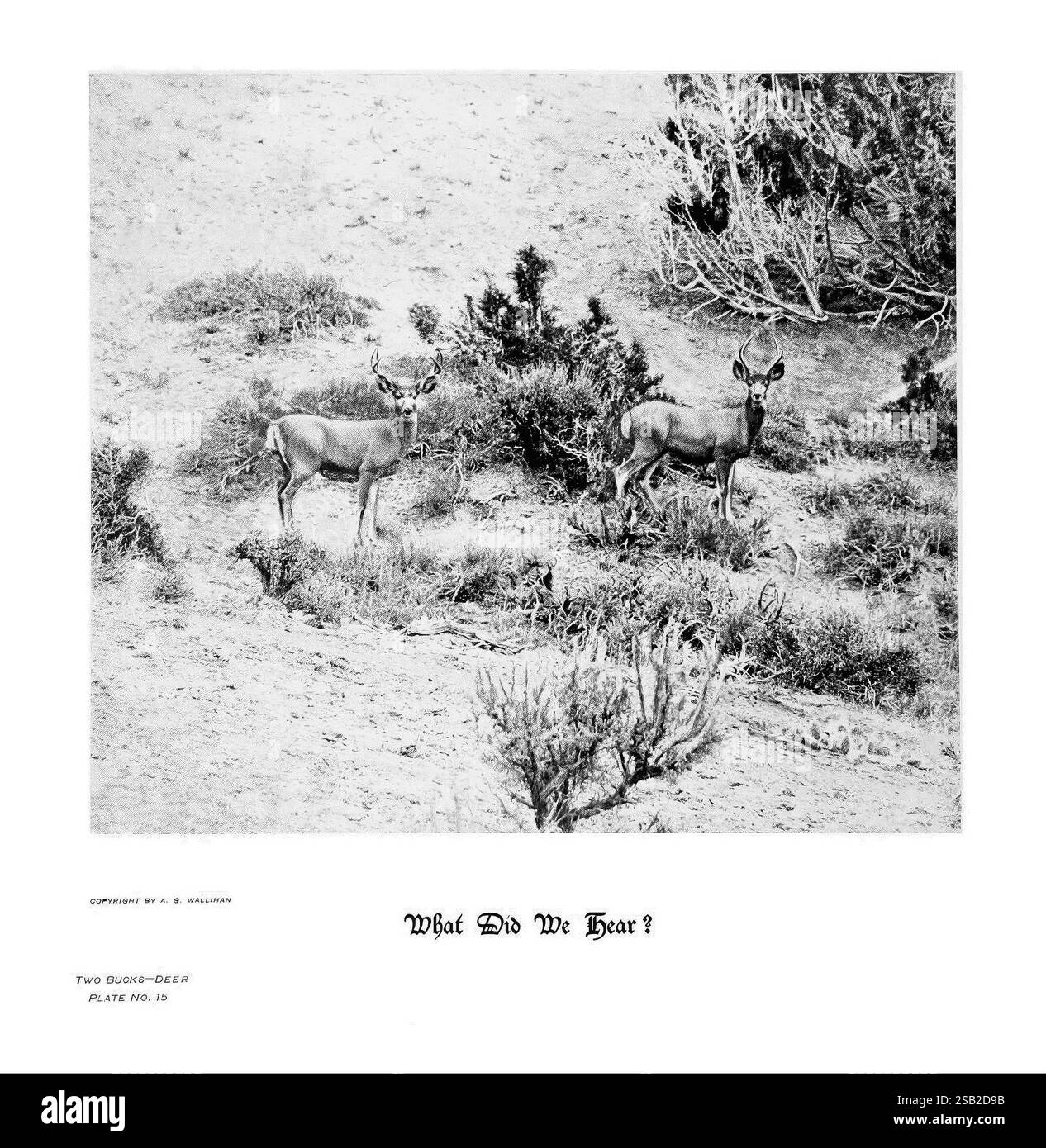 Wildlifes daily life hi-res stock photography and images - Alamy