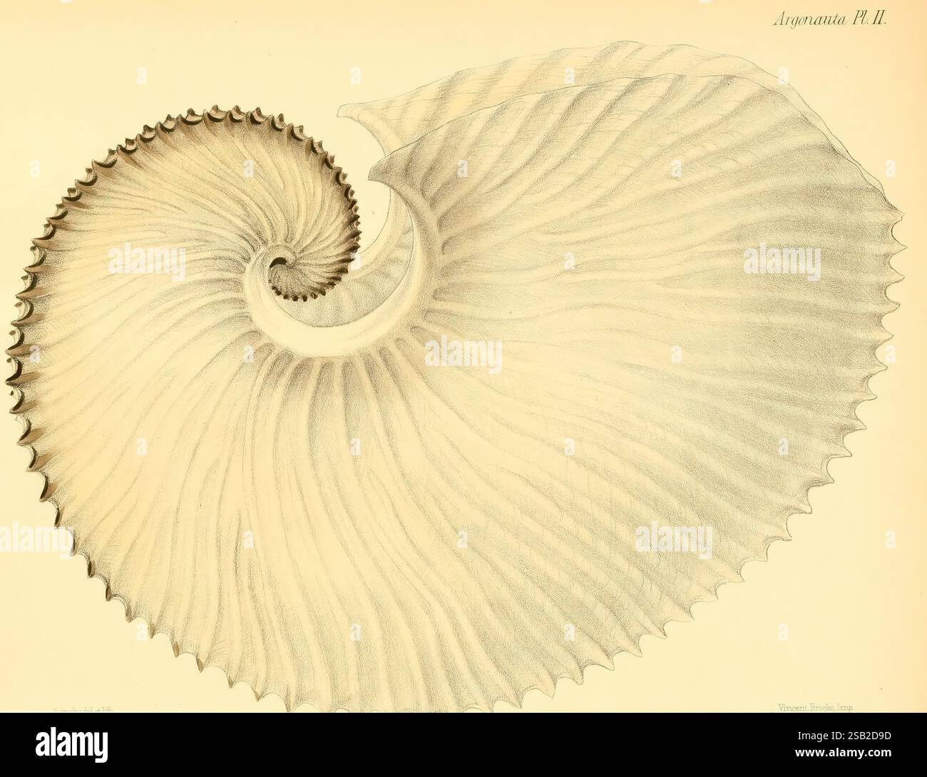 Series of graceful curves hi-res stock photography and images - Alamy