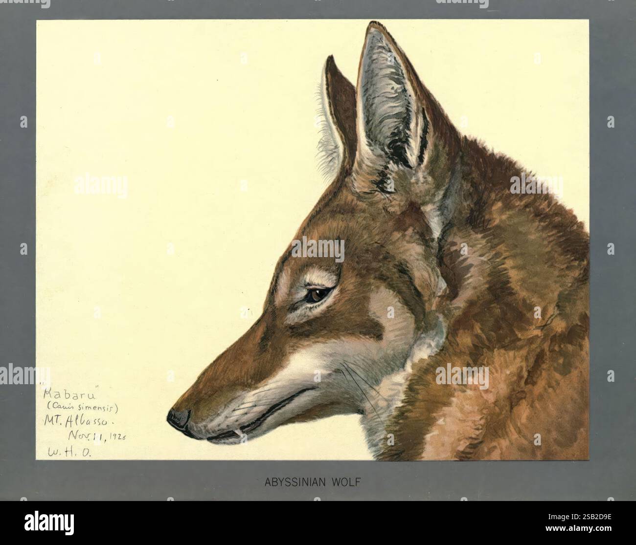 Album of Abyssinian Birds and Mammals Chicago, Field Museum of Natural ...