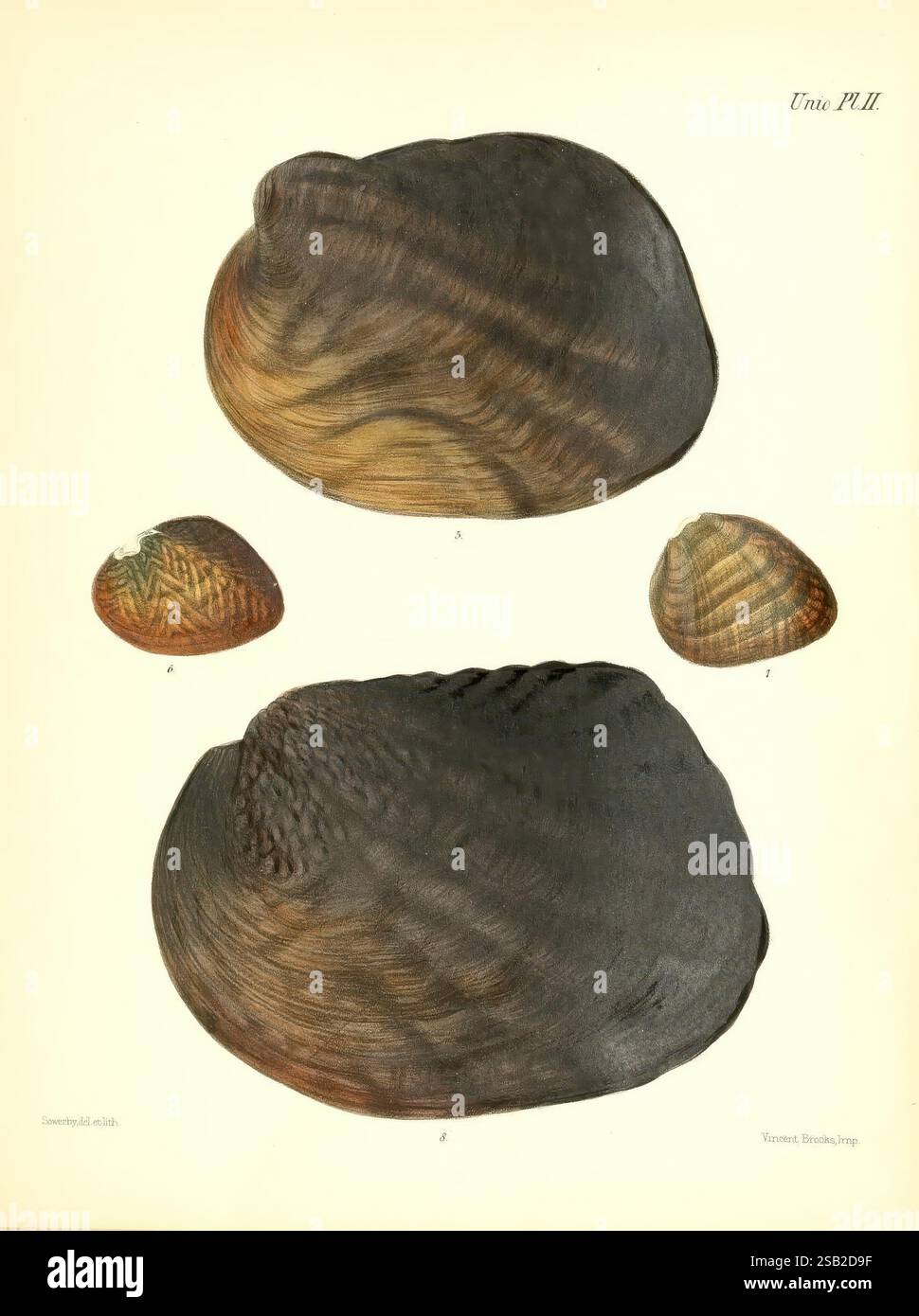 Two smaller clams hi-res stock photography and images - Alamy