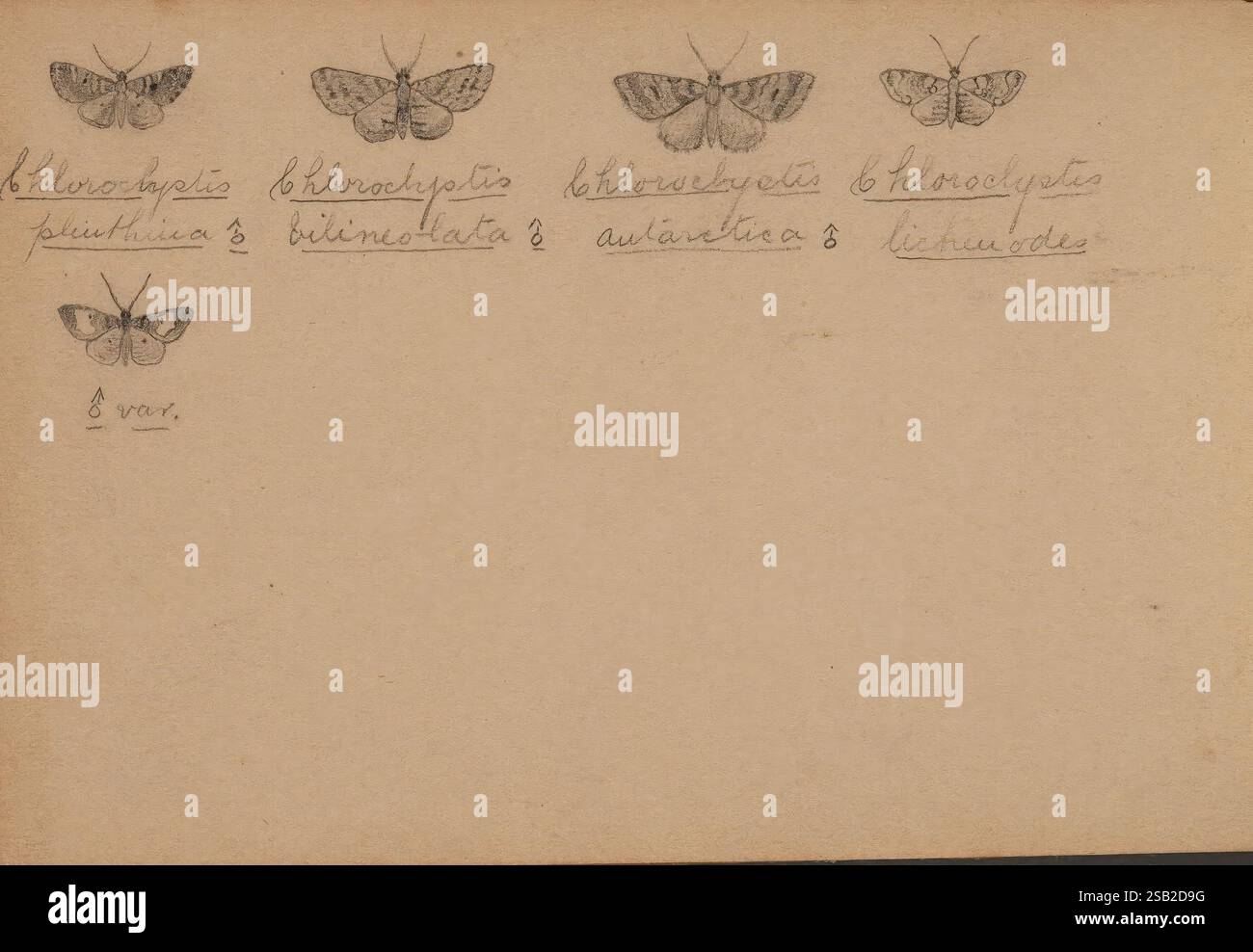 Five illustrated moths positioned hi-res stock photography and images ...