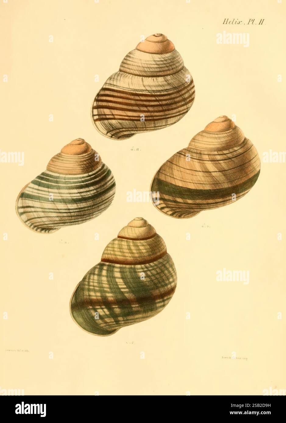 Conchologia iconica, or Illustrations of the shells of molluscous ...