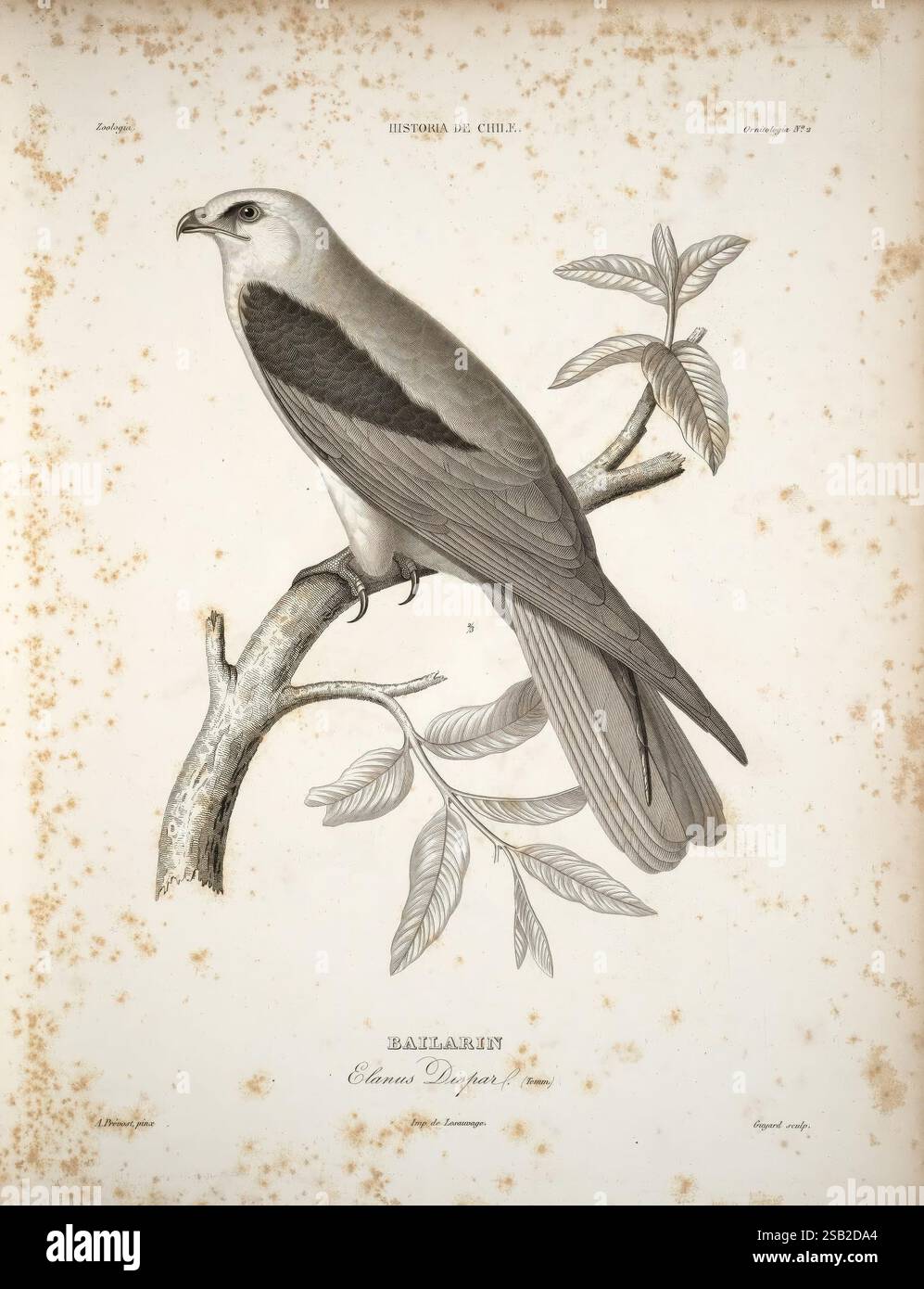 Auspicios bird hi-res stock photography and images - Alamy