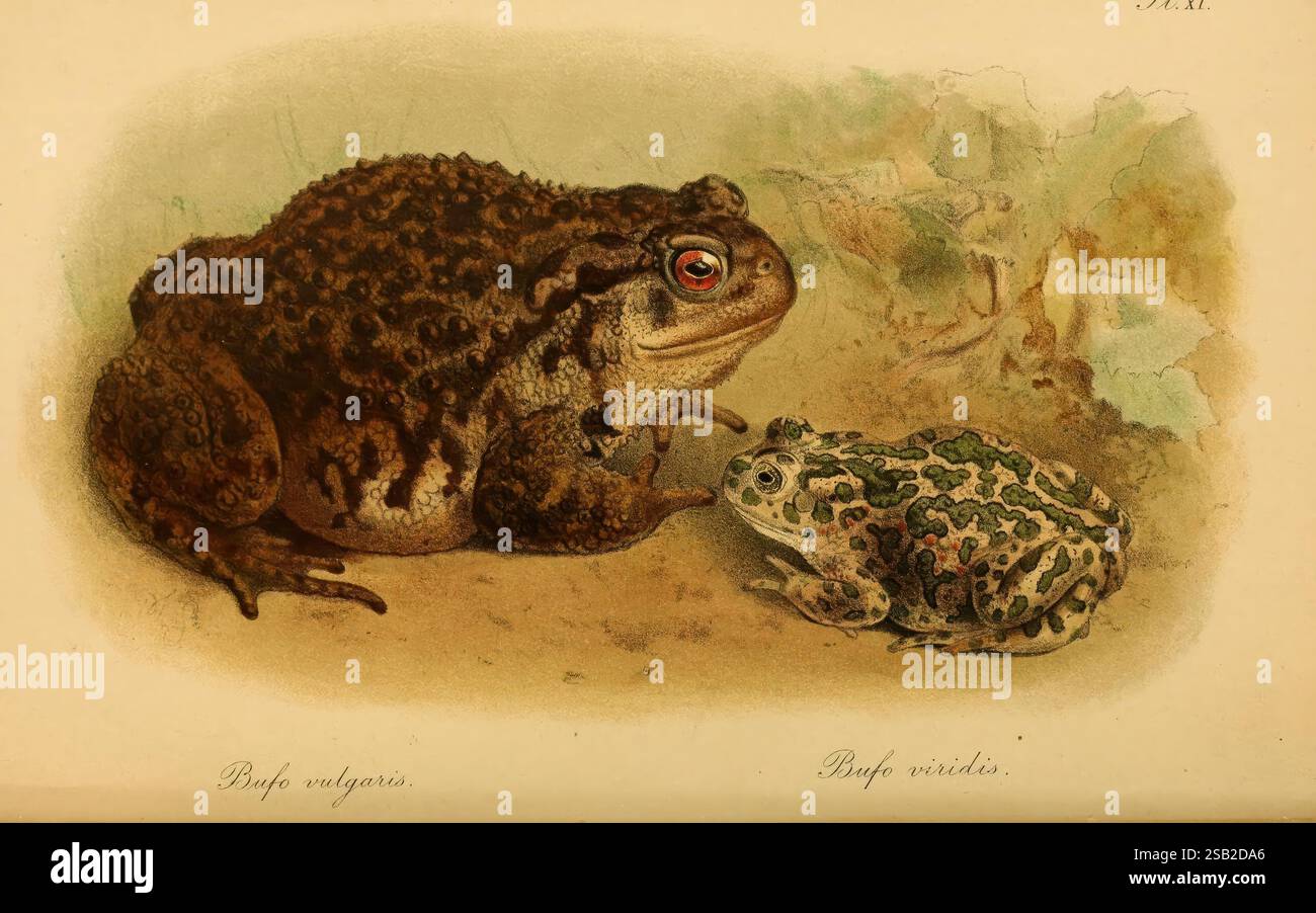 The tailless batrachians of Europe London Printed for the Ray Society ...