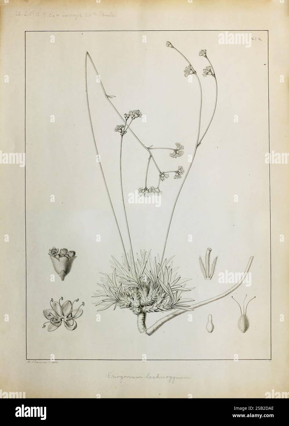 Drawings, Prints, USPRR reports, Photographs, Archival material, Plants ...