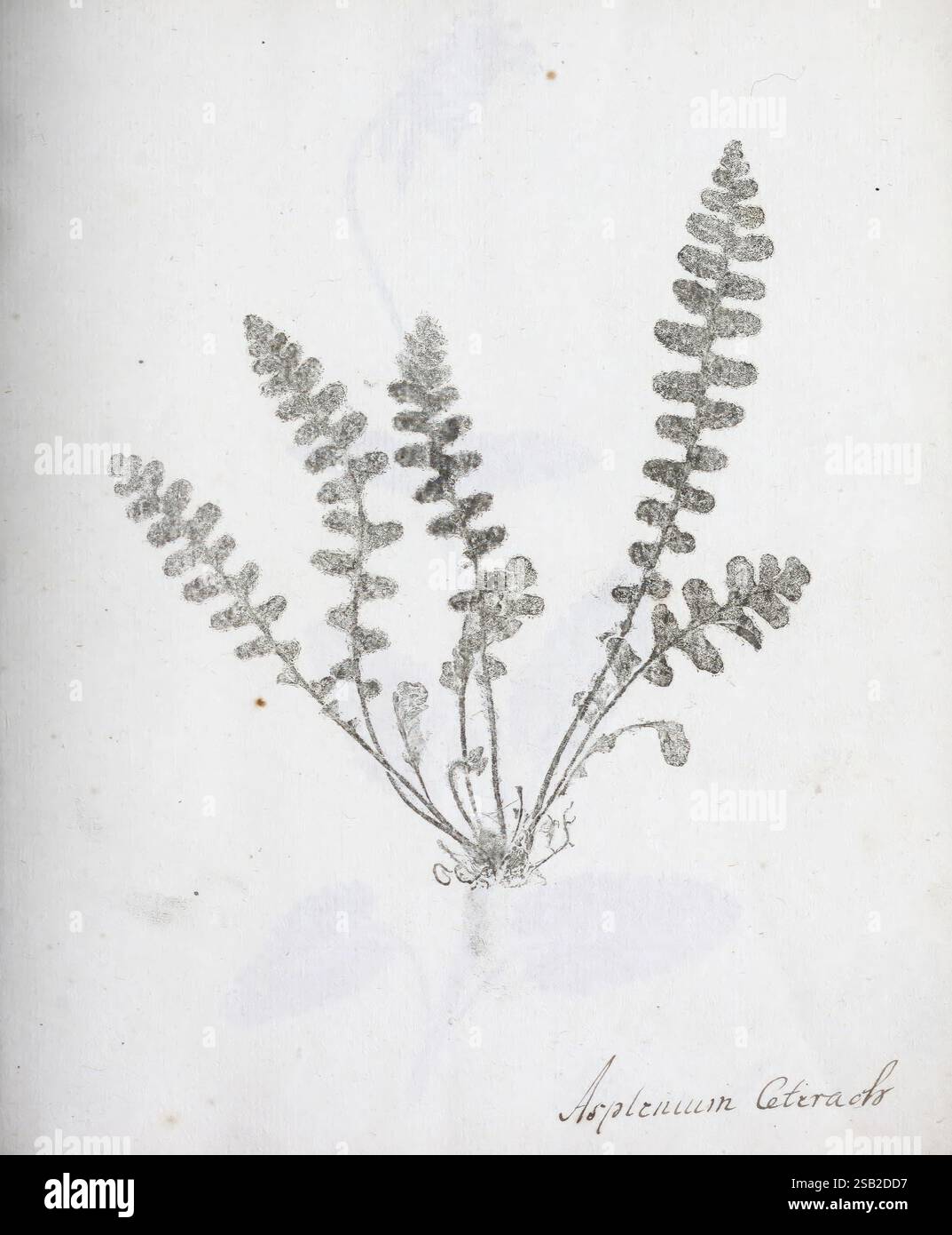 Lobed segments characteristic hi-res stock photography and images - Alamy