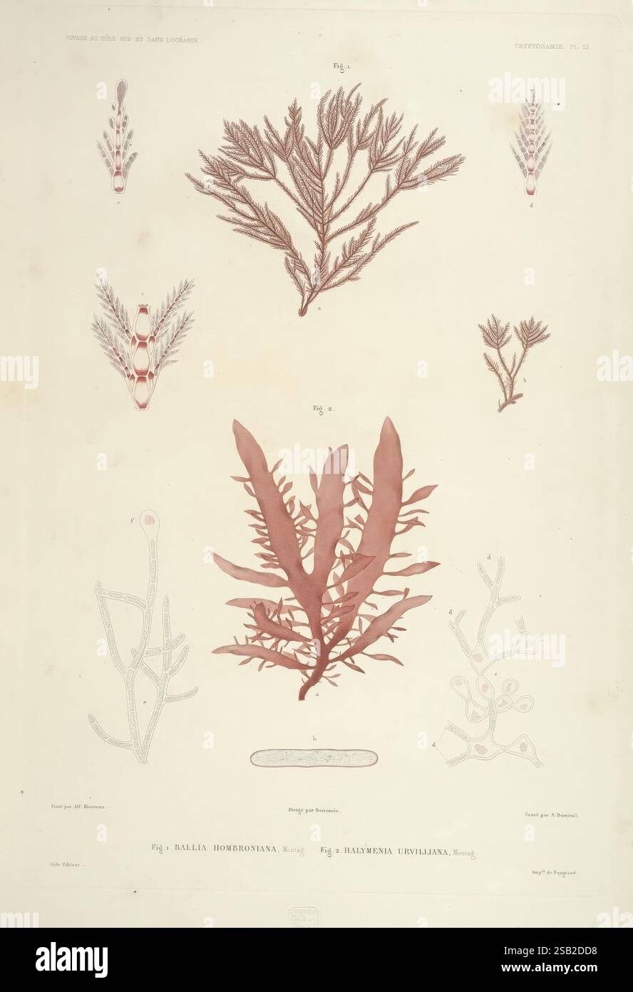 Prominent leafy seaweed hi-res stock photography and images - Alamy