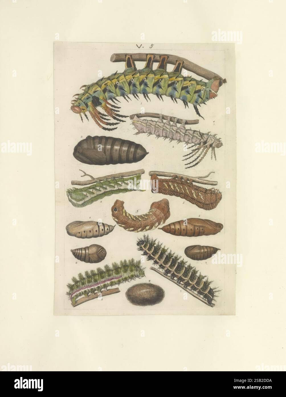 Fascinating life cycle of butterflies hi-res stock photography and ...