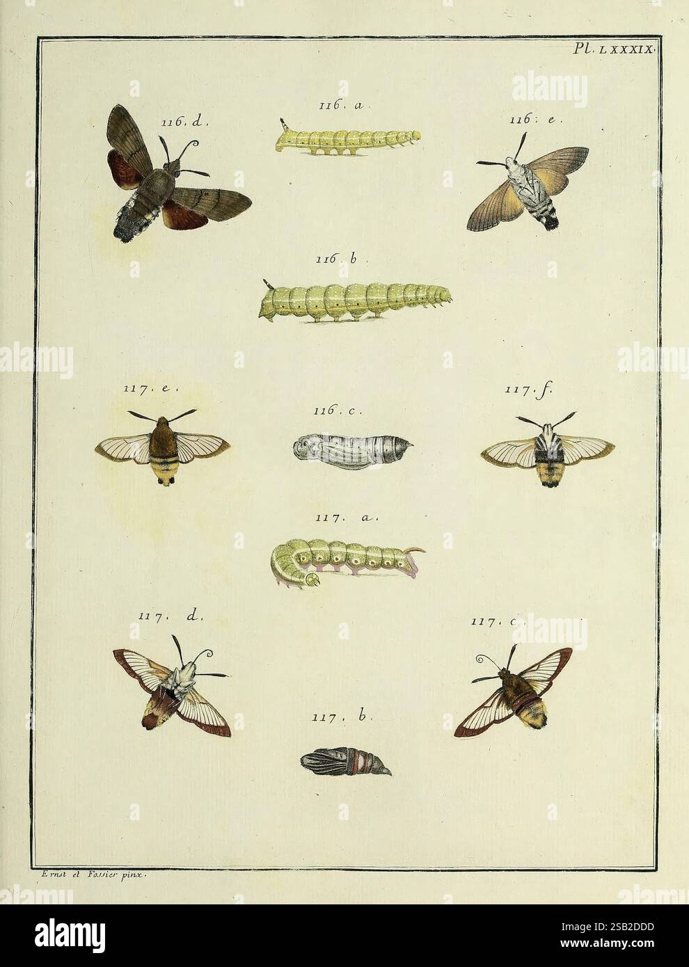 Papillons d'Europe, peints d'après nature, A Paris, Chez P.M ...