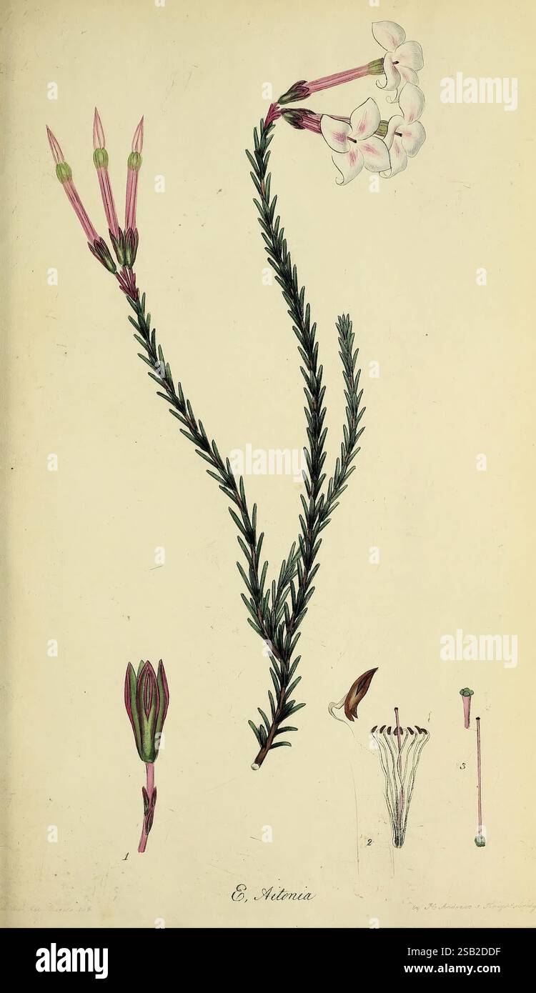 Alinaria plant hi-res stock photography and images - Alamy