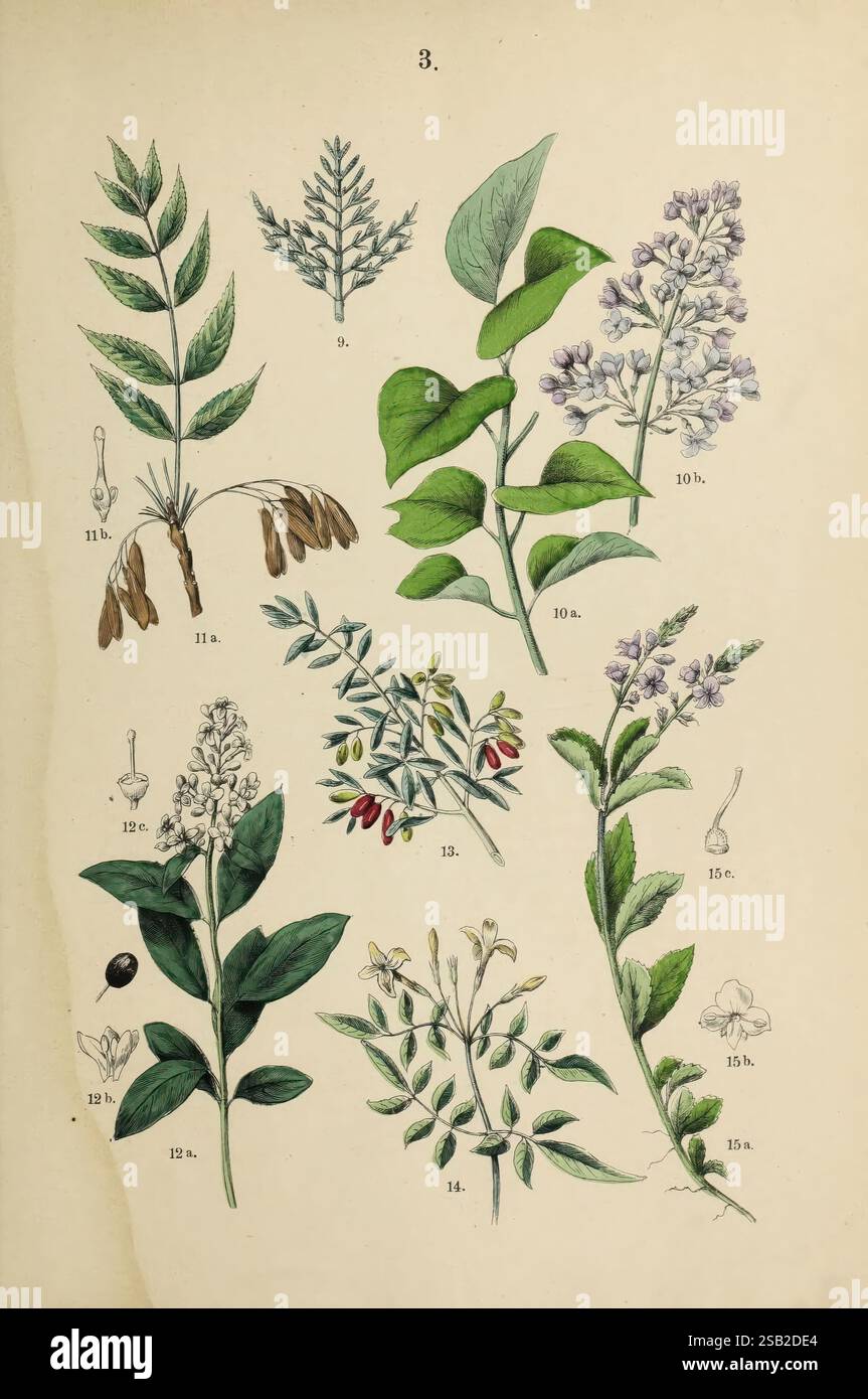 Another variety of fern hi-res stock photography and images - Alamy