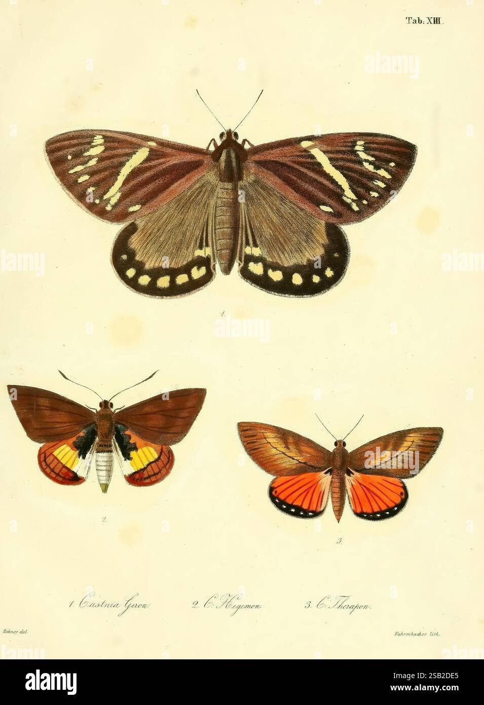 Rich diversity of butterfly species hi-res stock photography and images ...