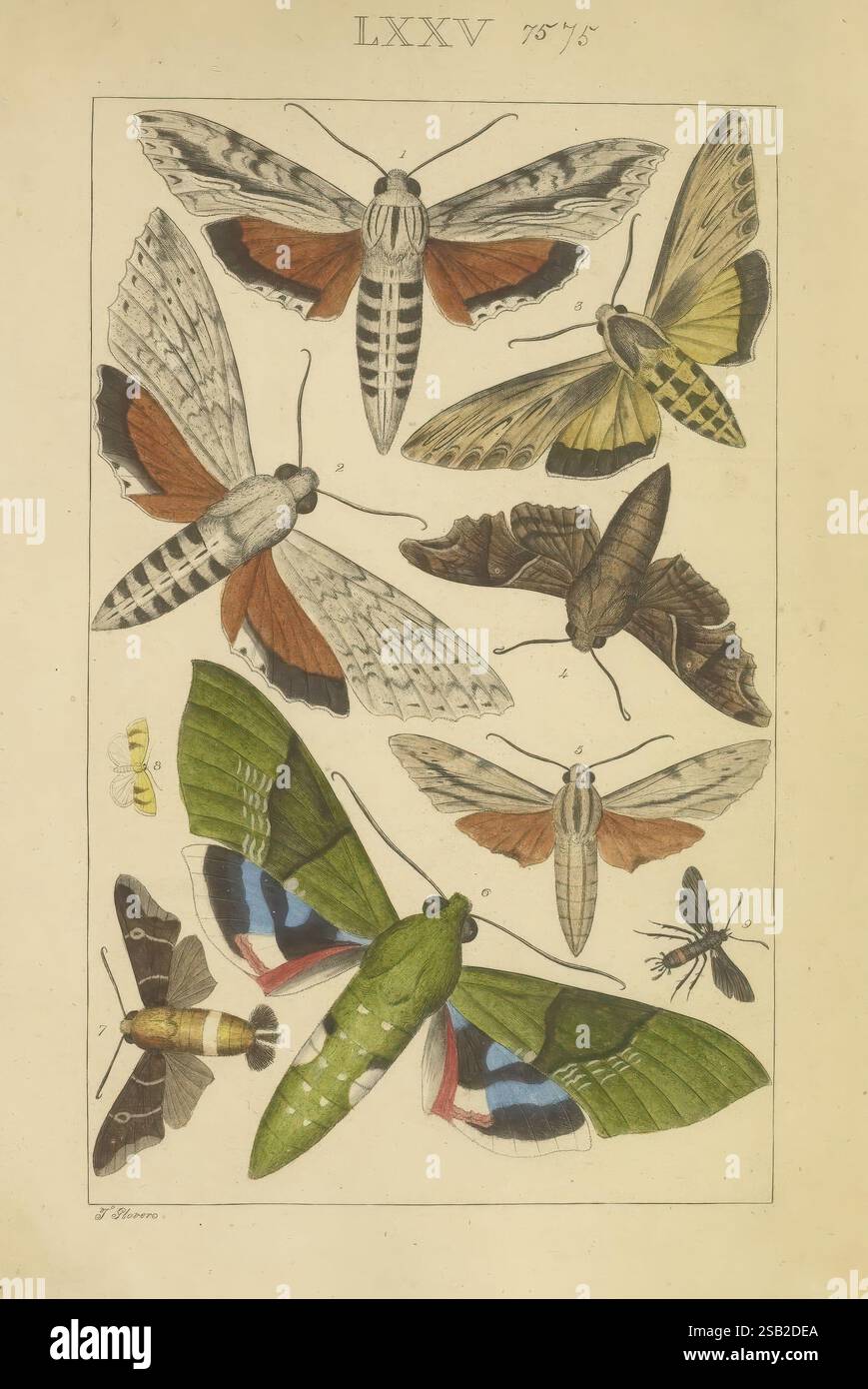 Lepidoptera, manuscript, between 1873-1883?, lepidoptera, life cycles ...