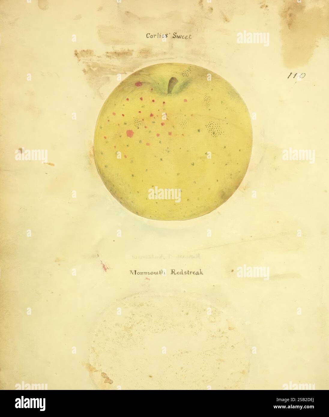 Apples significance hi-res stock photography and images - Alamy