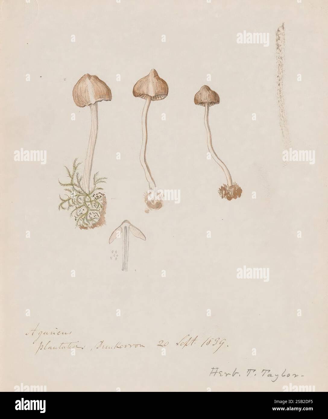 Drawings of fungi, Not before 1839, fungi, pictorial works, This ...