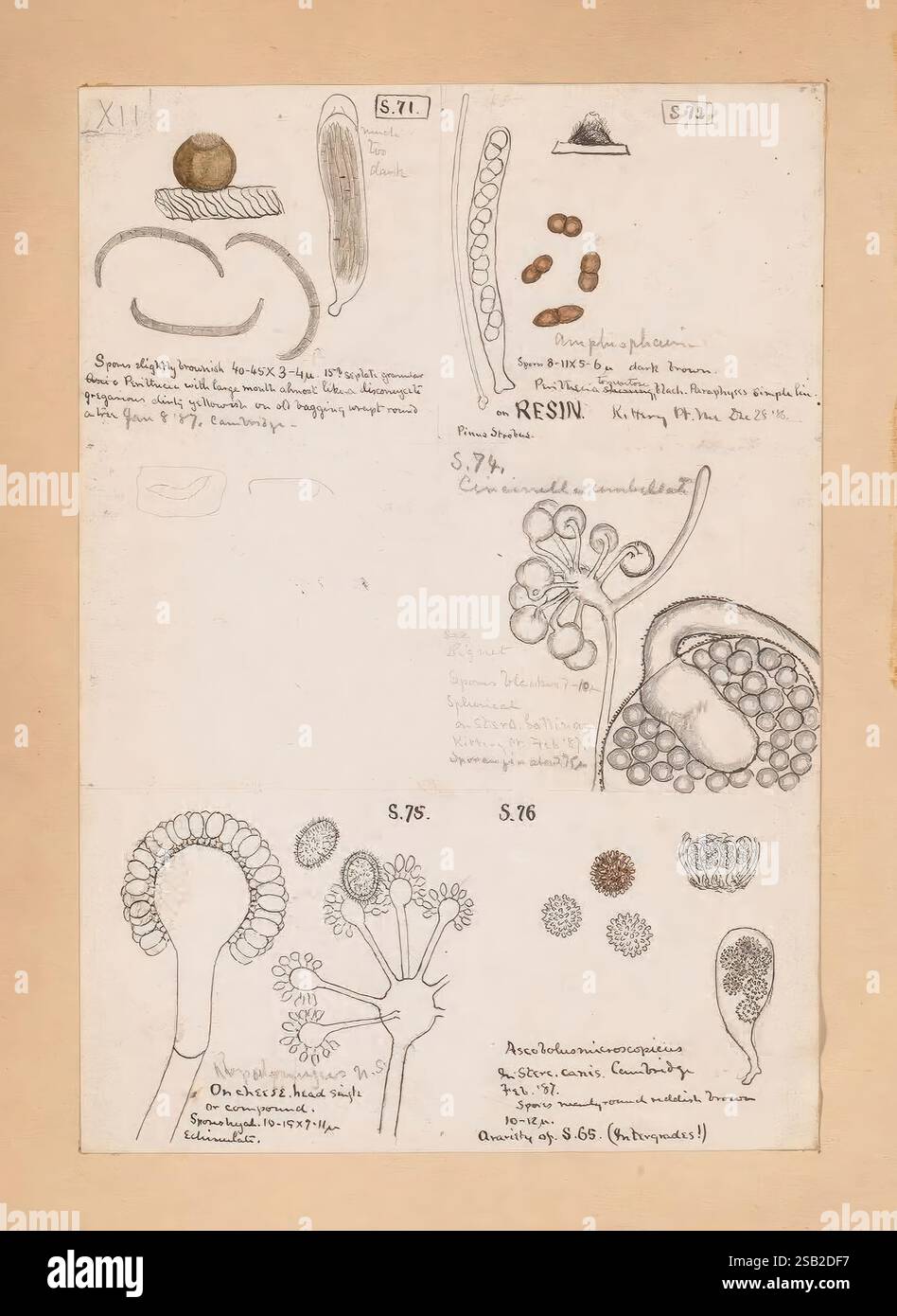 Illustrating spore clusters hi-res stock photography and images - Alamy