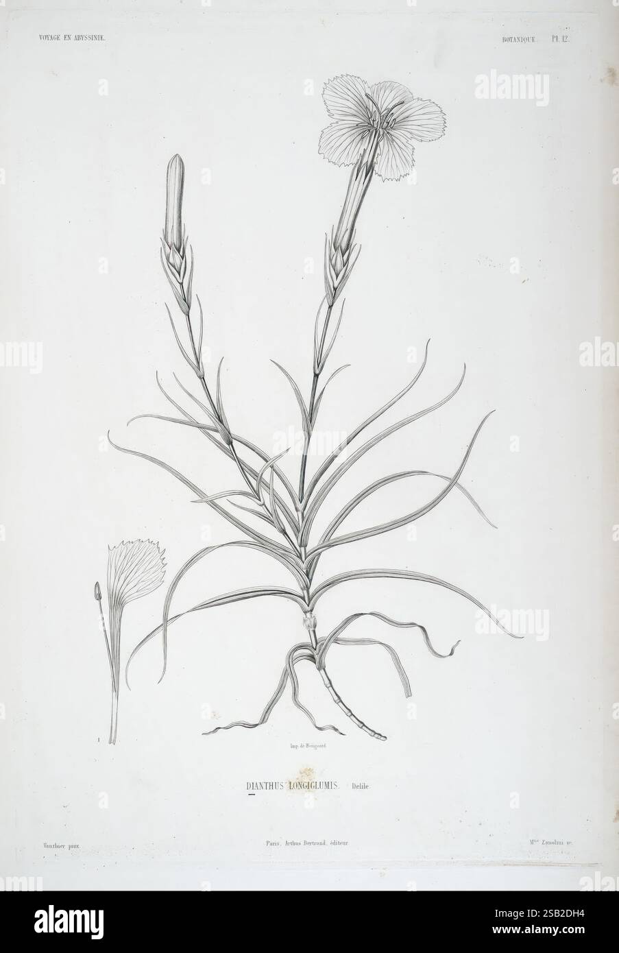 Foundational anatomy hi-res stock photography and images - Alamy