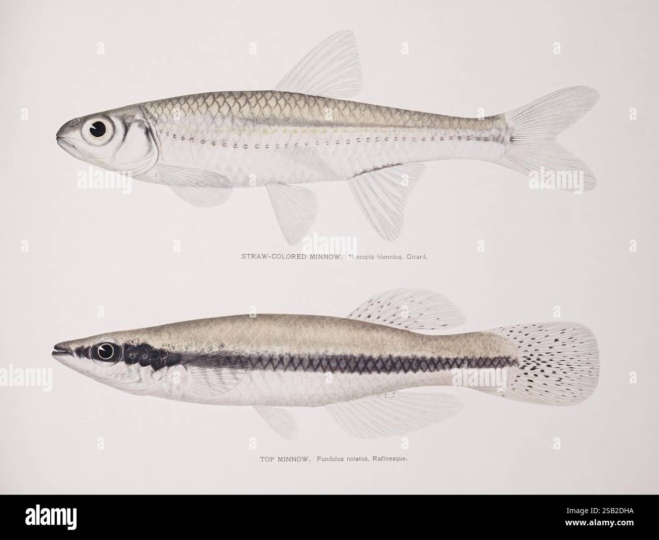 Featuring characteristic patterns hi-res stock photography and images ...