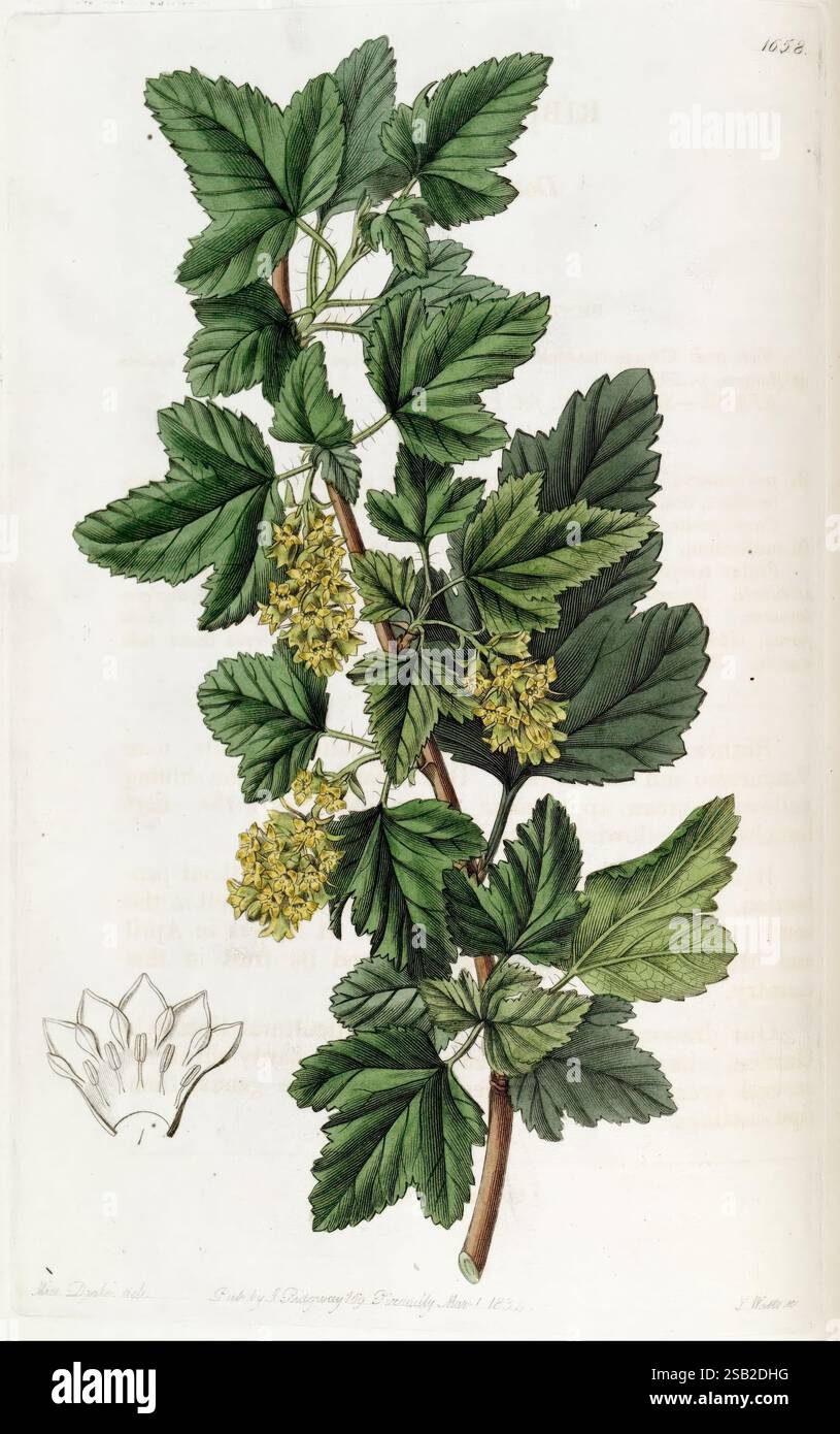 Edwards's botanical register. London, James Ridgway, 1829-1847. 1829 ...