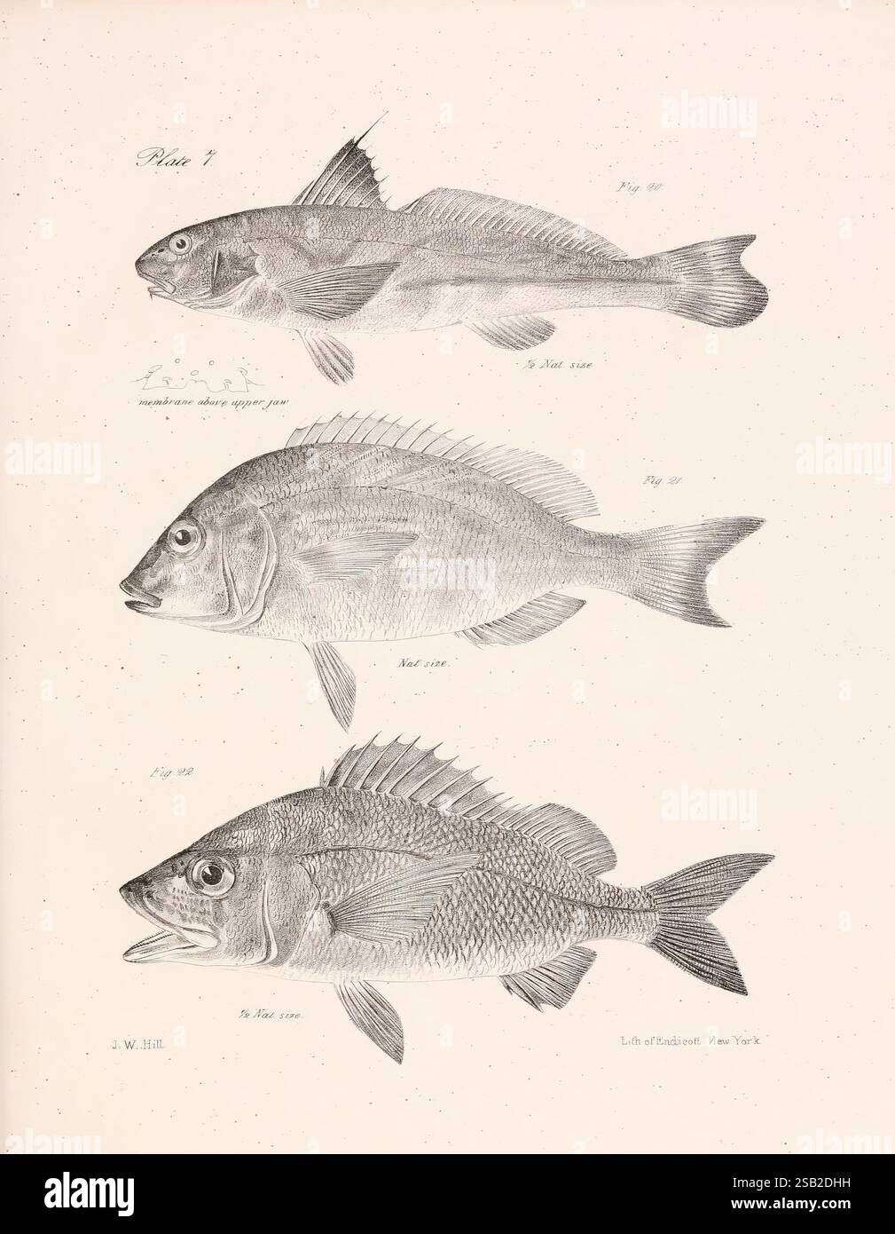 Zoology of New York, Albany, W. & A. White & J. Visscher, 1842-44 ...