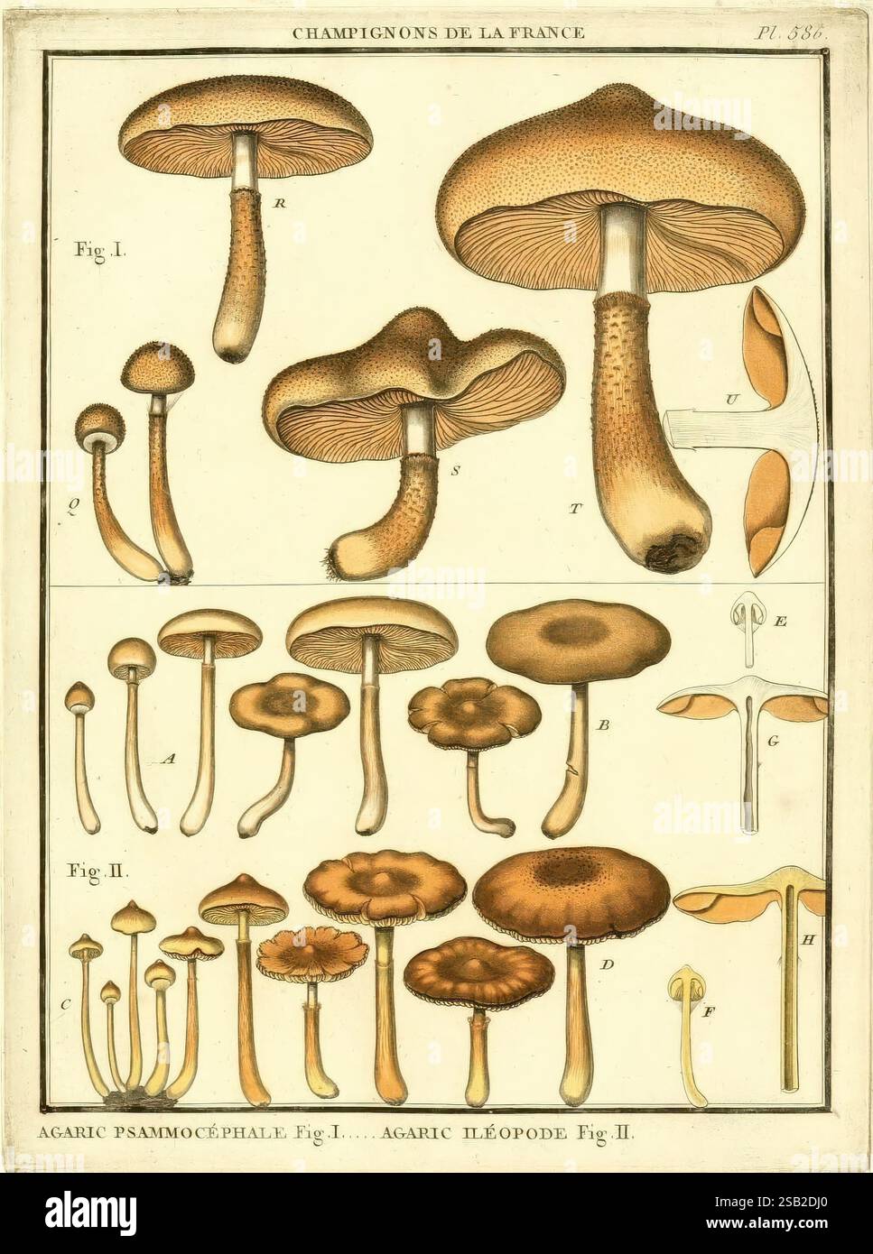 Identify different mushroom forms hi-res stock photography and images ...
