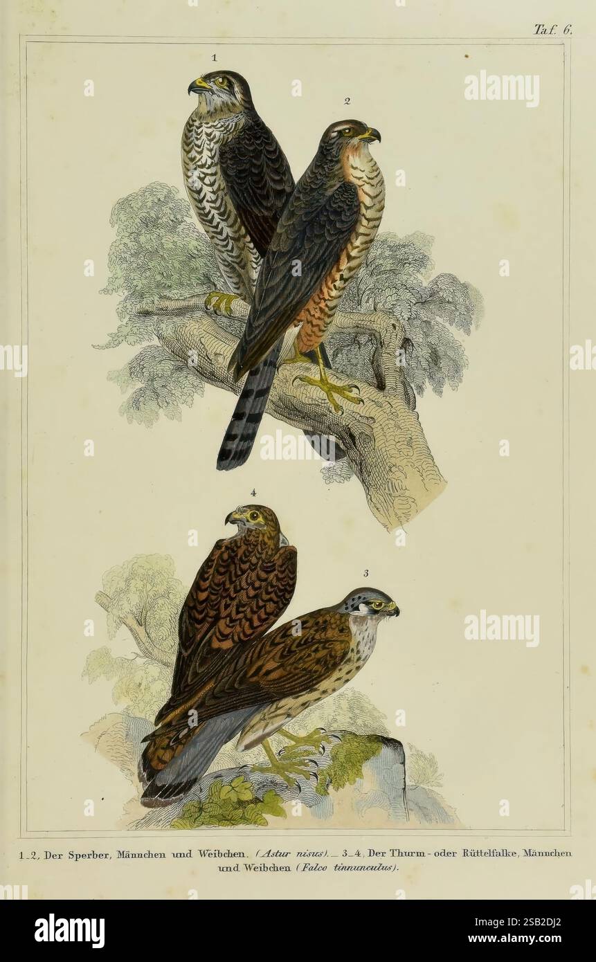 Showcasing subtle browns hi-res stock photography and images - Alamy