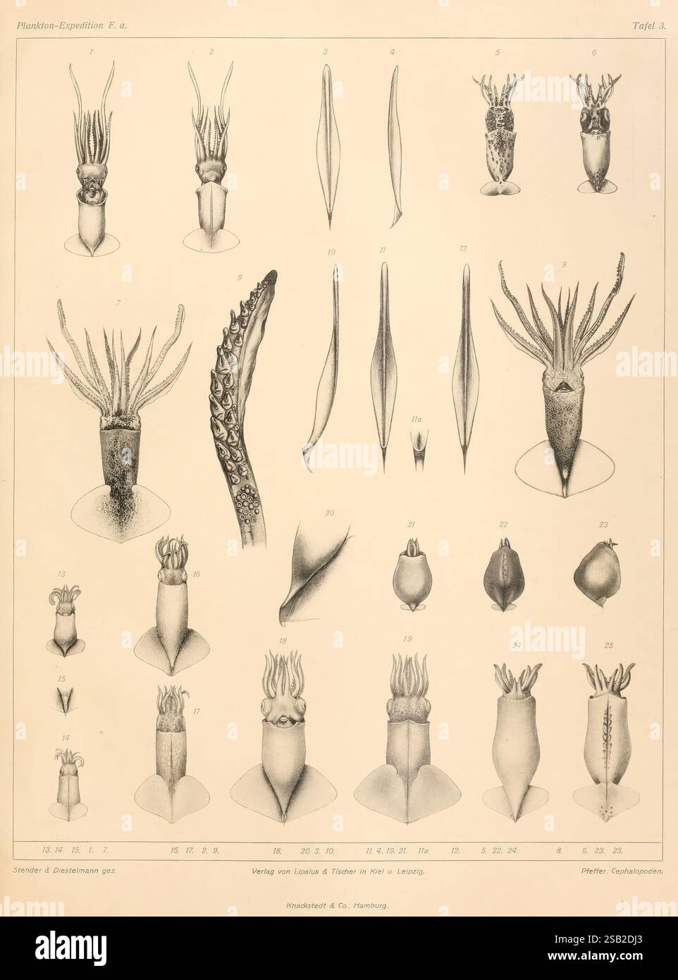 Ergebnisse der in dem Atlantischen Ocean von Mitte Juli bis Anfang ...