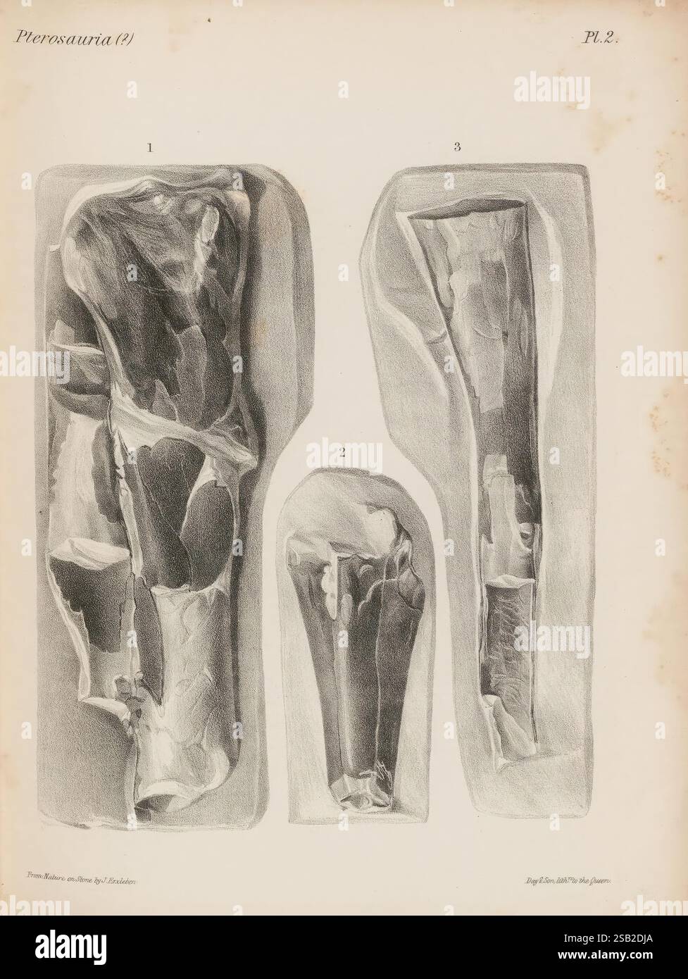 A history of British fossil reptiles, London, Cassell & Company Limited ...