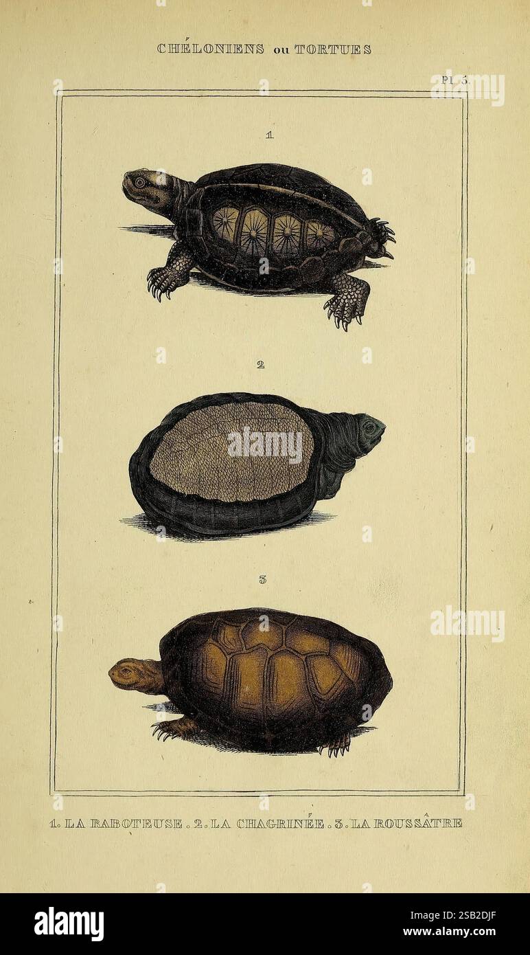 Middle turtle features hi-res stock photography and images - Alamy