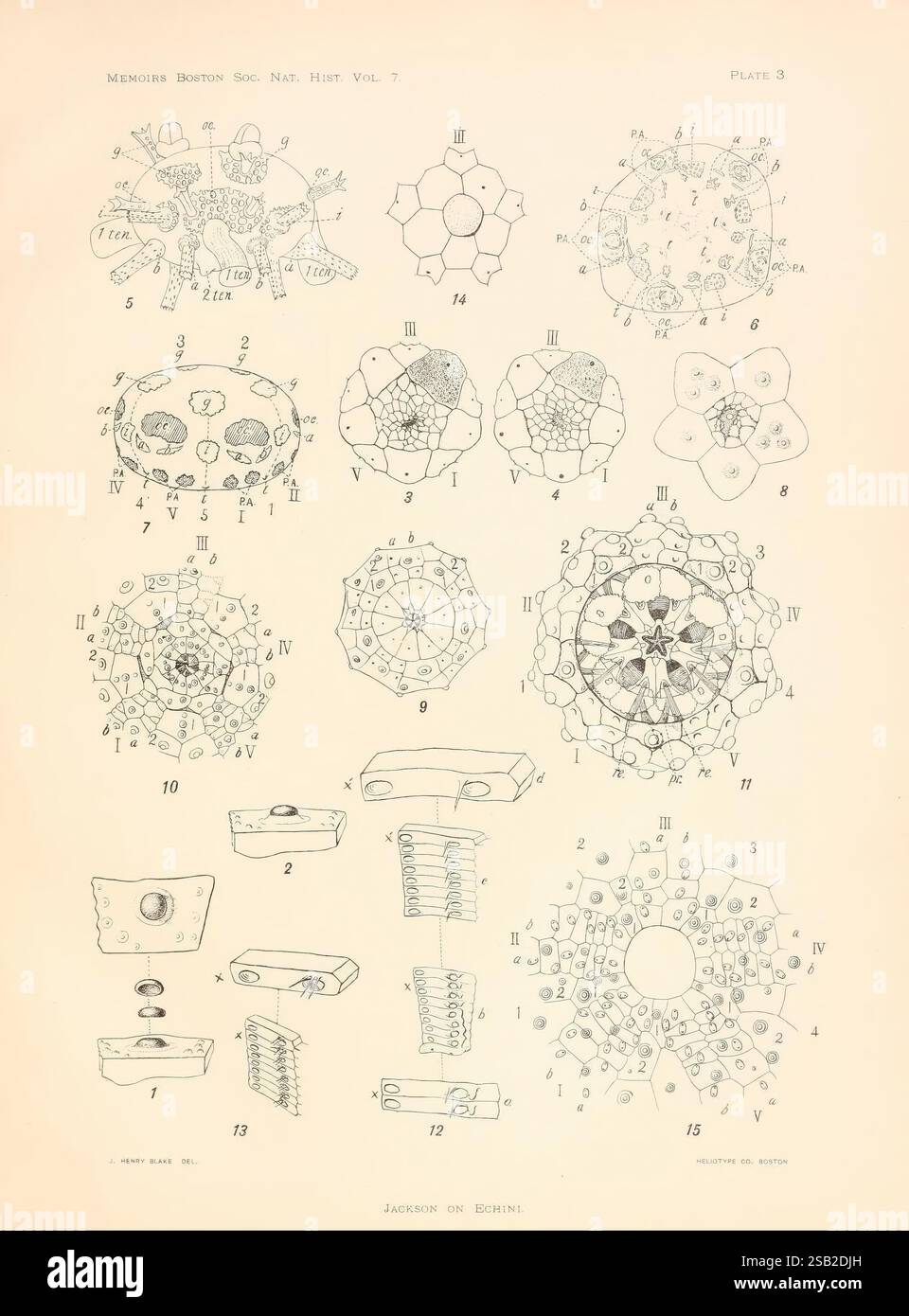 Phylogeny of the Echini, Boston, The Society, 1912. paleontology ...