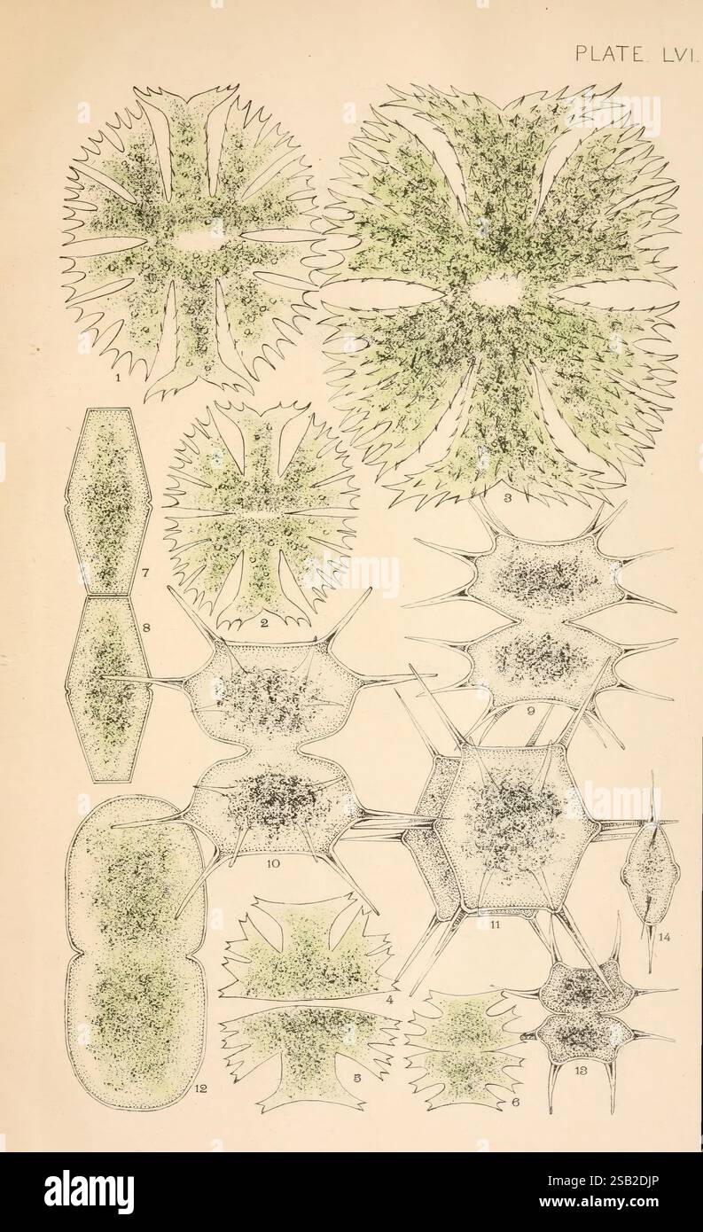 Intricate microscopic algae hi-res stock photography and images - Alamy