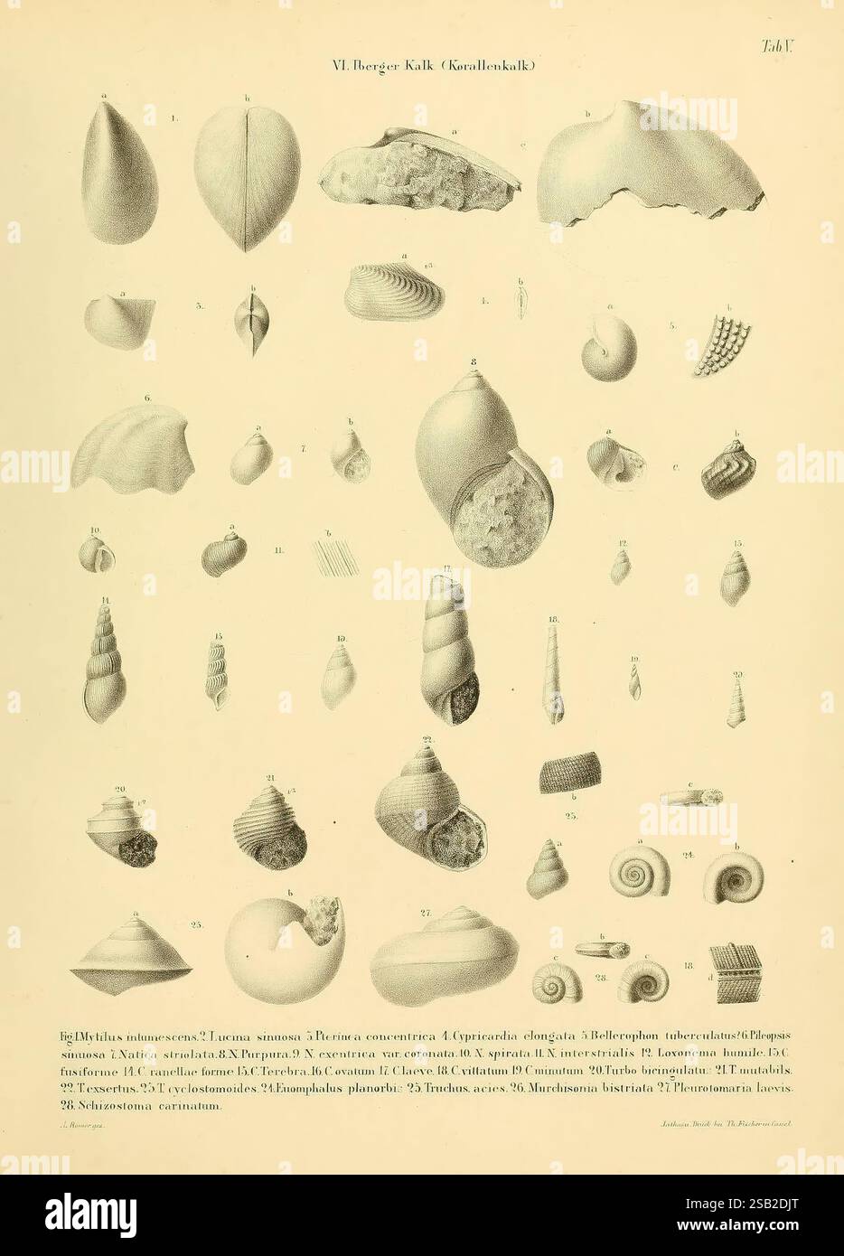Palaeontographica, Cassel, Theodor Fischer, 1846-1933, 560643, geology ...