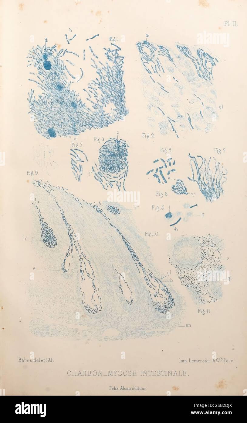 Les bactéries et leur rôle dans l'anatomie et l'histologie ...