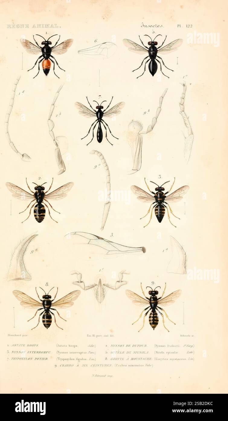 Le règne animal distribué d'après son organisation, Paris, 1836-1849 ...