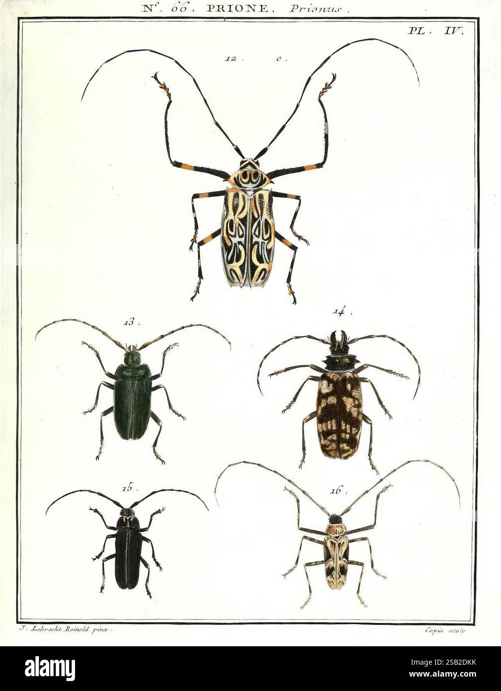 Five additional beetles hi-res stock photography and images - Alamy