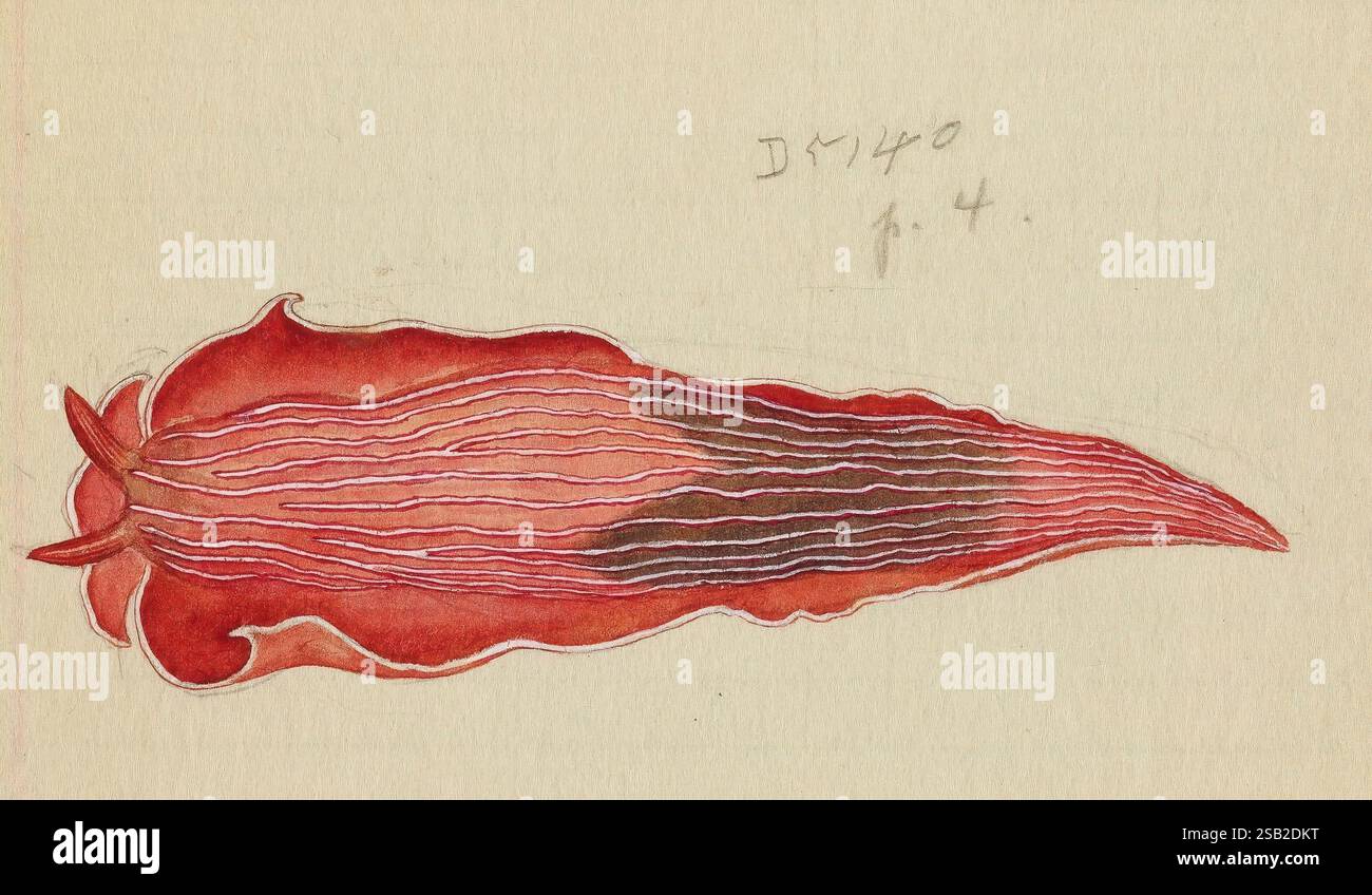 Notes, and, description, of, specimens, collected, on, the, Philippine ...