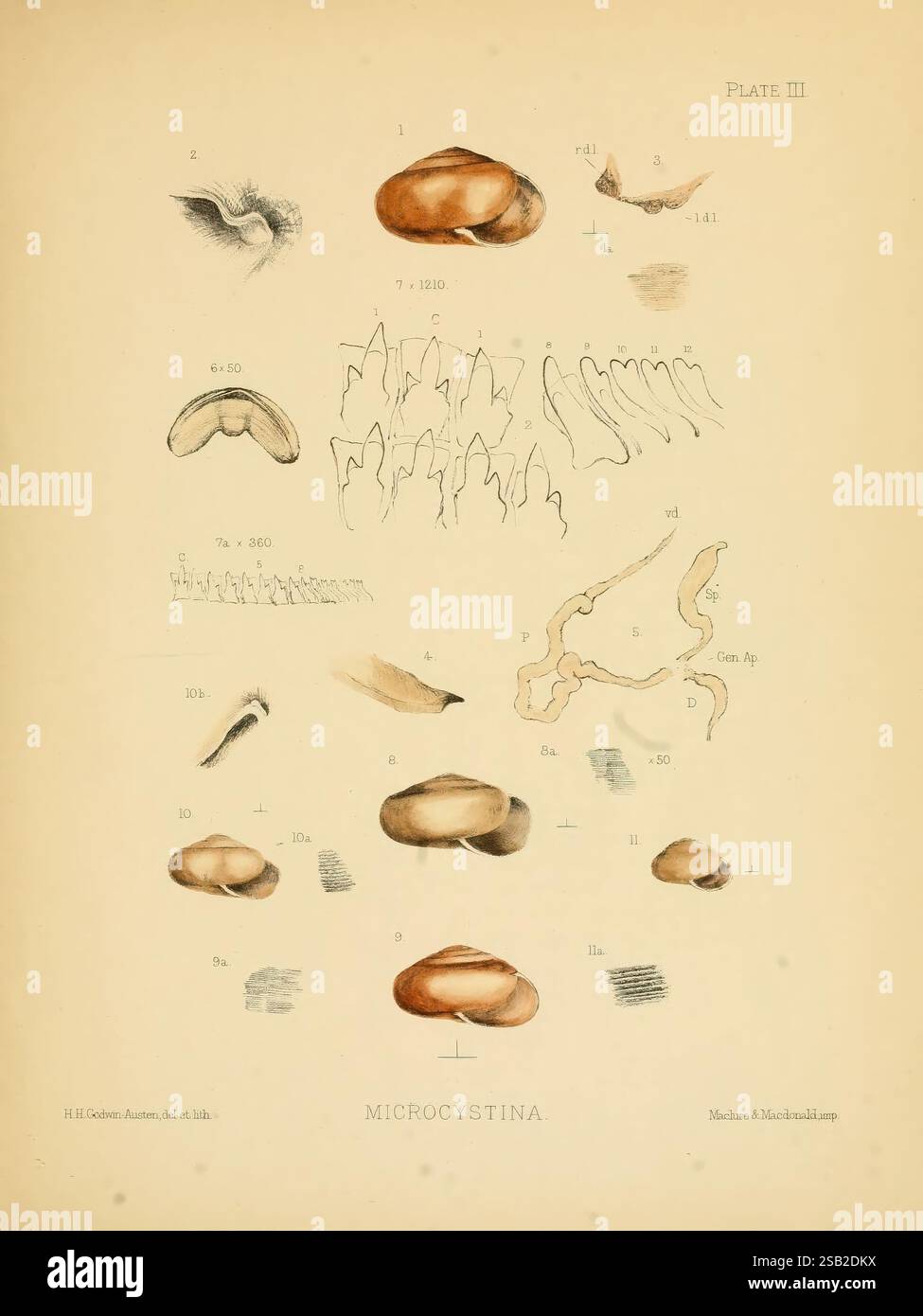Land and freshwater Mollusca of India London, Taylor and Francis, 1882 ...