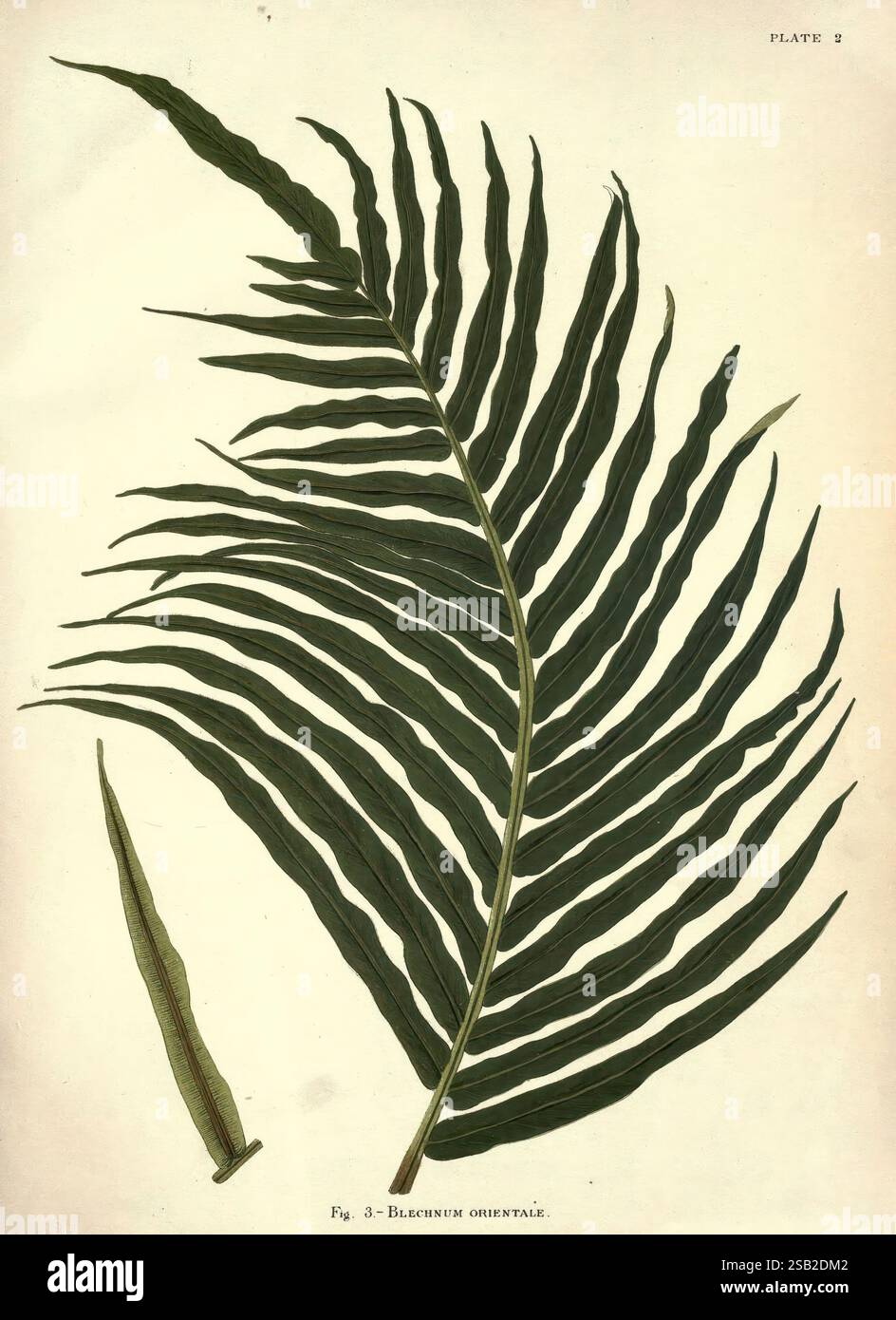 Pteridophyta blechnum orientale cebaynes hi-res stock photography and ...